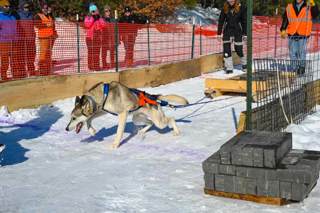 Registrations - Northern Pines Sled Dog Race